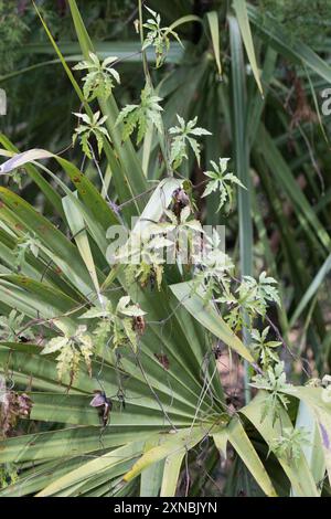 Alamo vine (Distimake dissectus) Plantae Stock Photo - Alamy