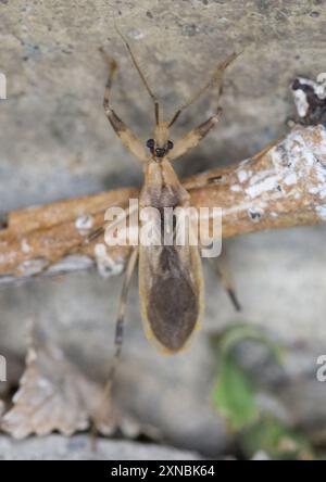 (Oncocephalus nubilus) Insecta Stock Photo - Alamy