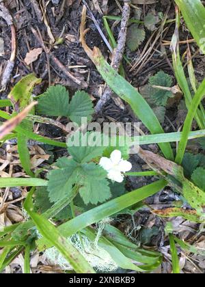 Roughfruit Raspberry (Rubus lasiococcus) Plantae Stock Photo - Alamy