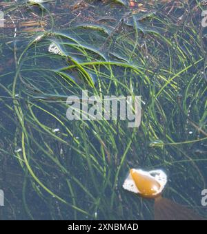 Seagrasses (Zosteraceae) Plantae Stock Photo - Alamy