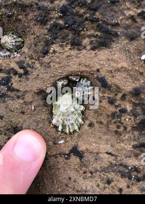 Rough Limpet (Lottia scabra) Mollusca Stock Photo - Alamy