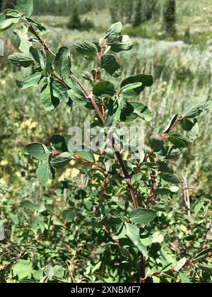 Roundleaf Snowberry (Symphoricarpos rotundifolius) Plantae Stock Photo ...