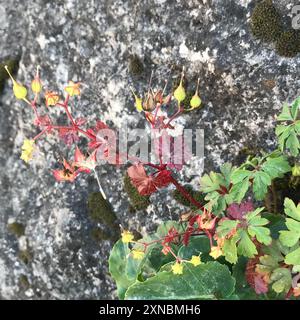 Little-Robin (Geranium purpureum) Plantae Stock Photo - Alamy