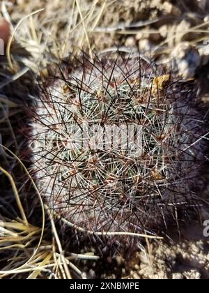 Mountain Ball Cactus (Pediocactus simpsonii) Plantae Stock Photo - Alamy