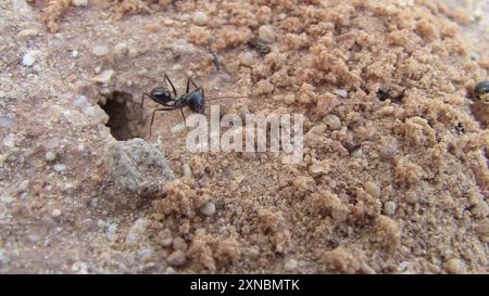 Sahara Ants and Allies (Cataglyphis) Insecta Stock Photo - Alamy