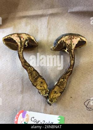 Zeller's bolete (Xerocomellus zelleri) Fungi Stock Photo - Alamy