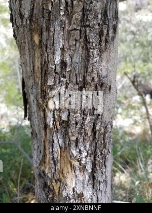 Shamel Ash (Fraxinus uhdei) Plantae Stock Photo - Alamy