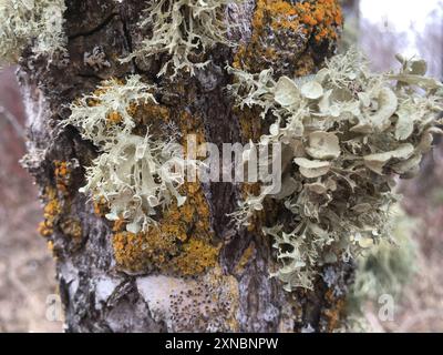 bushy lichens, sea-fog lichens, and allies (Ramalinaceae) Fungi Stock ...