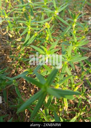 rough buttonweed (Hexasepalum teres) Plantae Stock Photo - Alamy