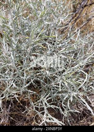 threadleaf groundsel (Senecio flaccidus) Plantae Stock Photo - Alamy