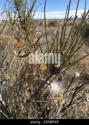 climbing milkweed (Funastrum cynanchoides) Plantae Stock Photo - Alamy