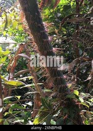 Rattan palms (Calamus) Plantae Stock Photo - Alamy