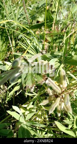 slender cinquefoil (Potentilla gracilis) Plantae Stock Photo - Alamy