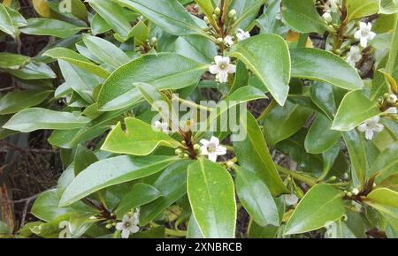 Ngaio (Myoporum laetum) Plantae Stock Photo - Alamy