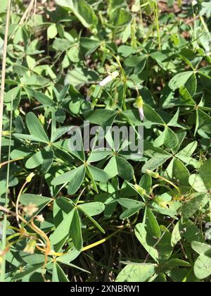 blue woodsorrel (Oxalis caerulea) Plantae Stock Photo - Alamy