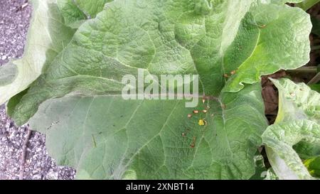 burdocks (Arctium) Plantae Stock Photo - Alamy