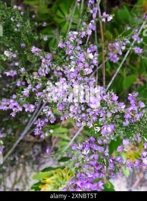 tortoise berry (Muraltia spinosa) Plantae Stock Photo - Alamy