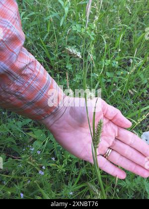 Cherokee sedge (Carex cherokeensis) Plantae Stock Photo - Alamy