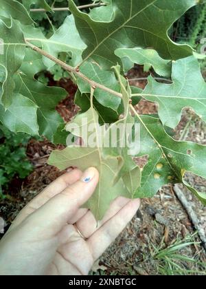 cherrybark oak (Quercus pagoda) Plantae Stock Photo - Alamy