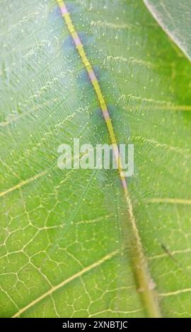 Common Baron (Euthalia aconthea), Insecta, Dolvan, Tapi, GJ, IN Stock ...