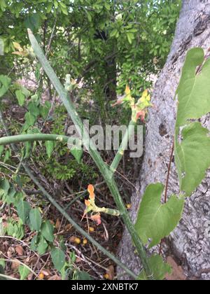 Slipper Plant (Euphorbia lomelii) Plantae Stock Photo - Alamy
