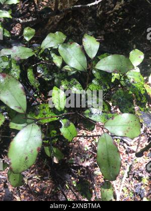 Mountain Horopito (Pseudowintera colorata) Plantae Stock Photo - Alamy