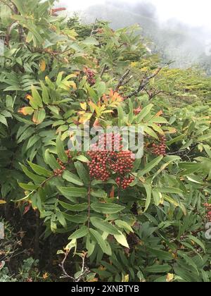 showy mountain-ash (Sorbus decora) Plantae Stock Photo - Alamy
