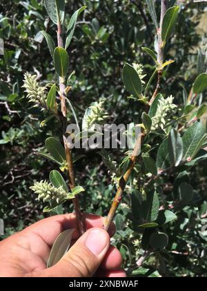 Wolf's Willow (Salix wolfii) Plantae Stock Photo - Alamy