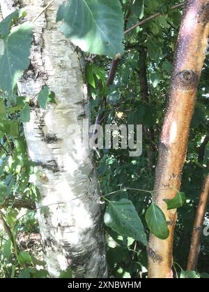 paper birch (Betula papyrifera) Plantae Stock Photo - Alamy