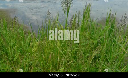 Bearded Sprangletop (Diplachne fusca fascicularis) Plantae Stock Photo ...