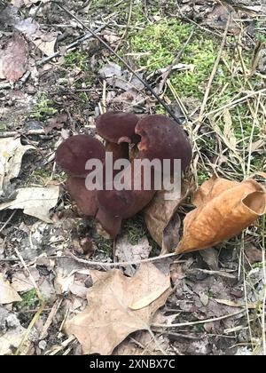 Black Velvet Bolete (Tylopilus alboater) Fungi Stock Photo - Alamy