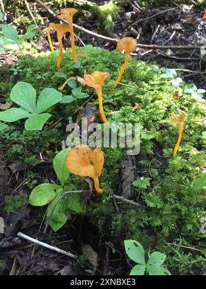 flame trumpet (Craterellus ignicolor) Fungi Stock Photo - Alamy