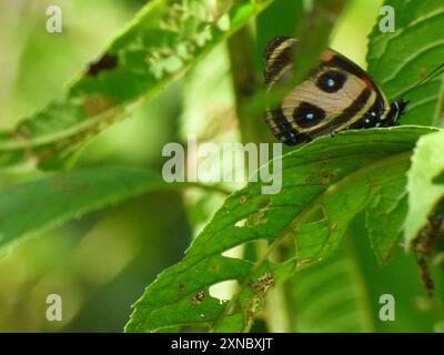 Two-eyed Eighty-eight (Callicore pitheas) butterfly, Los Llanos ...