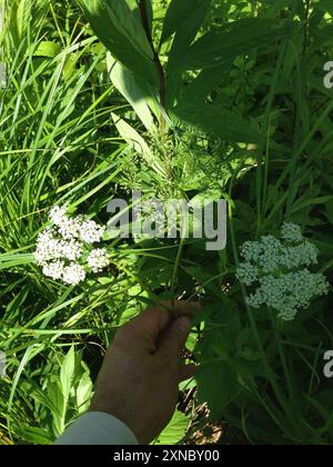 water hemlocks (Cicuta) Plantae Stock Photo - Alamy