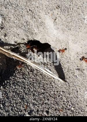 Bicolored Pyramid Ant (Dorymyrmex bicolor) Insecta Stock Photo - Alamy