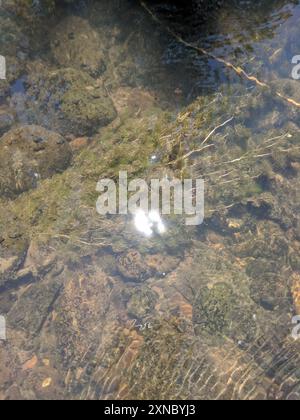 coontail (Ceratophyllum demersum) Plantae Stock Photo - Alamy