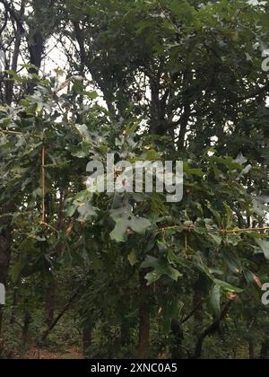 post oak (Quercus stellata) Plantae Stock Photo - Alamy
