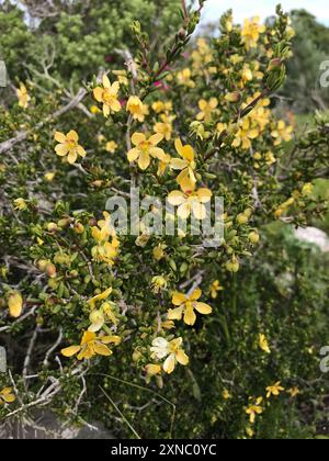 Twinleaves (Roepera) Plantae Stock Photo - Alamy