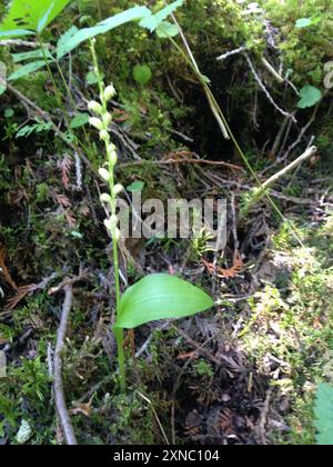 White Adder's-mouth (Malaxis brachypoda) Plantae Stock Photo - Alamy