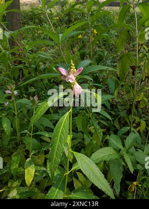 pink turtlehead (Chelone lyonii) Plantae Stock Photo - Alamy