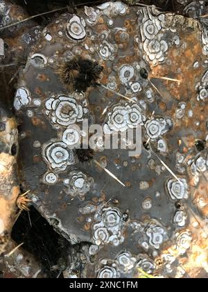 Cochineal Scale Bugs (Dactylopius) Insecta Stock Photo - Alamy