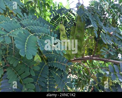 lebbeck (Albizia lebbeck) Plantae Stock Photo - Alamy
