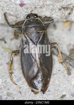 American Giant Water Bug (Lethocerus americanus) Insecta Stock Photo ...