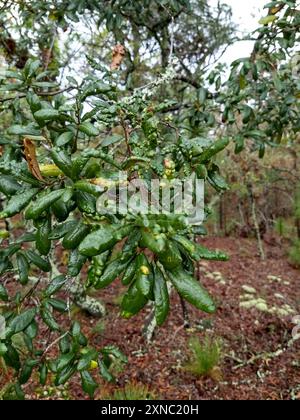 sand live oak (Quercus geminata) Plantae Stock Photo - Alamy