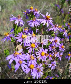 Common Fine Felicia (Felicia filifolia filifolia) Plantae Stock Photo ...