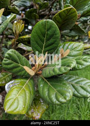 Taraire (Beilschmiedia tarairi) Plantae Stock Photo - Alamy
