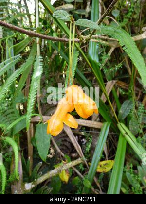 (Columnea strigosa) Plantae Stock Photo - Alamy