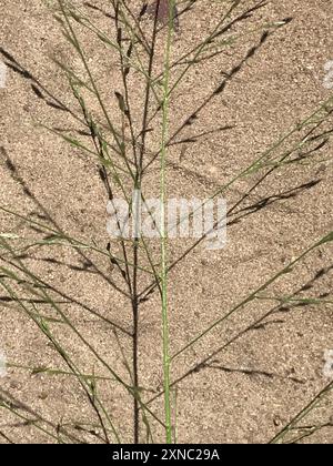 Gummy Lovegrass (Eragrostis curtipedicellata) Plantae Stock Photo - Alamy