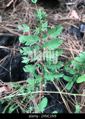 littleleaf sensitive-briar (Mimosa microphylla) Plantae Stock Photo - Alamy