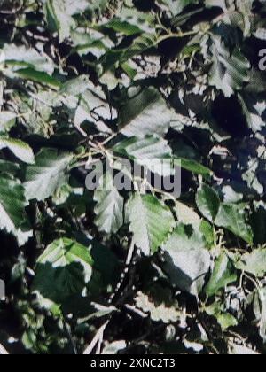 Iberian Alder (Alnus lusitanica) Plantae Stock Photo - Alamy